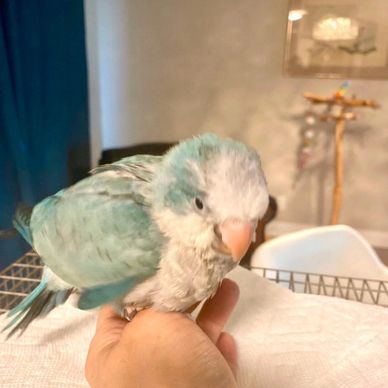 Quaker Colour / Mutations